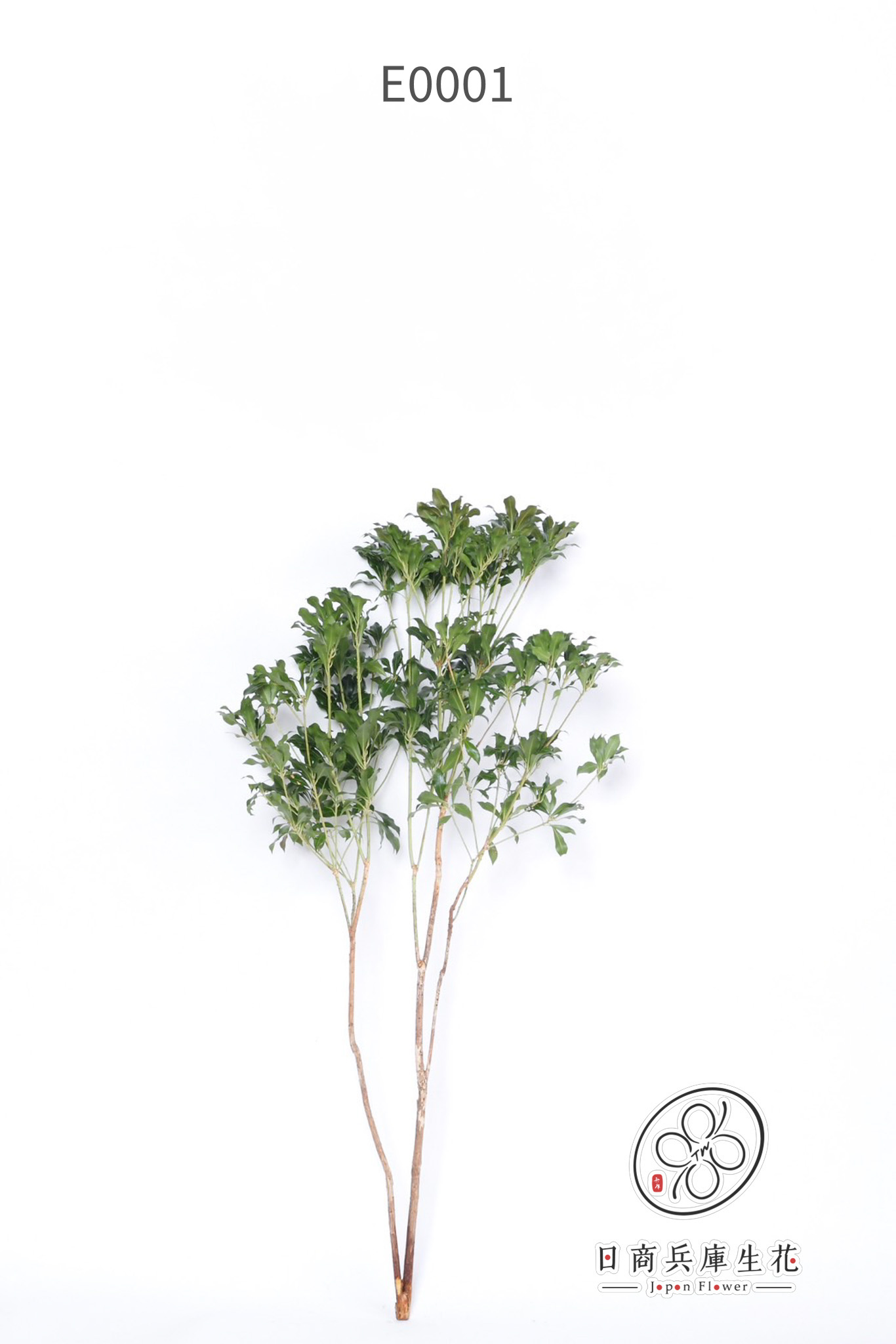 馬醉木(120CM) - 日商兵庫生花國際股份有限公司日商兵庫生花國際股份有限公司